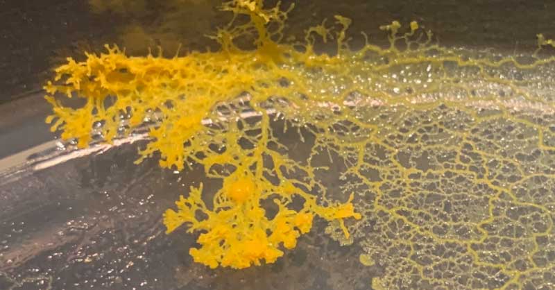 Optimizing transport networks using Physarum slime-mold - Alexander Richter